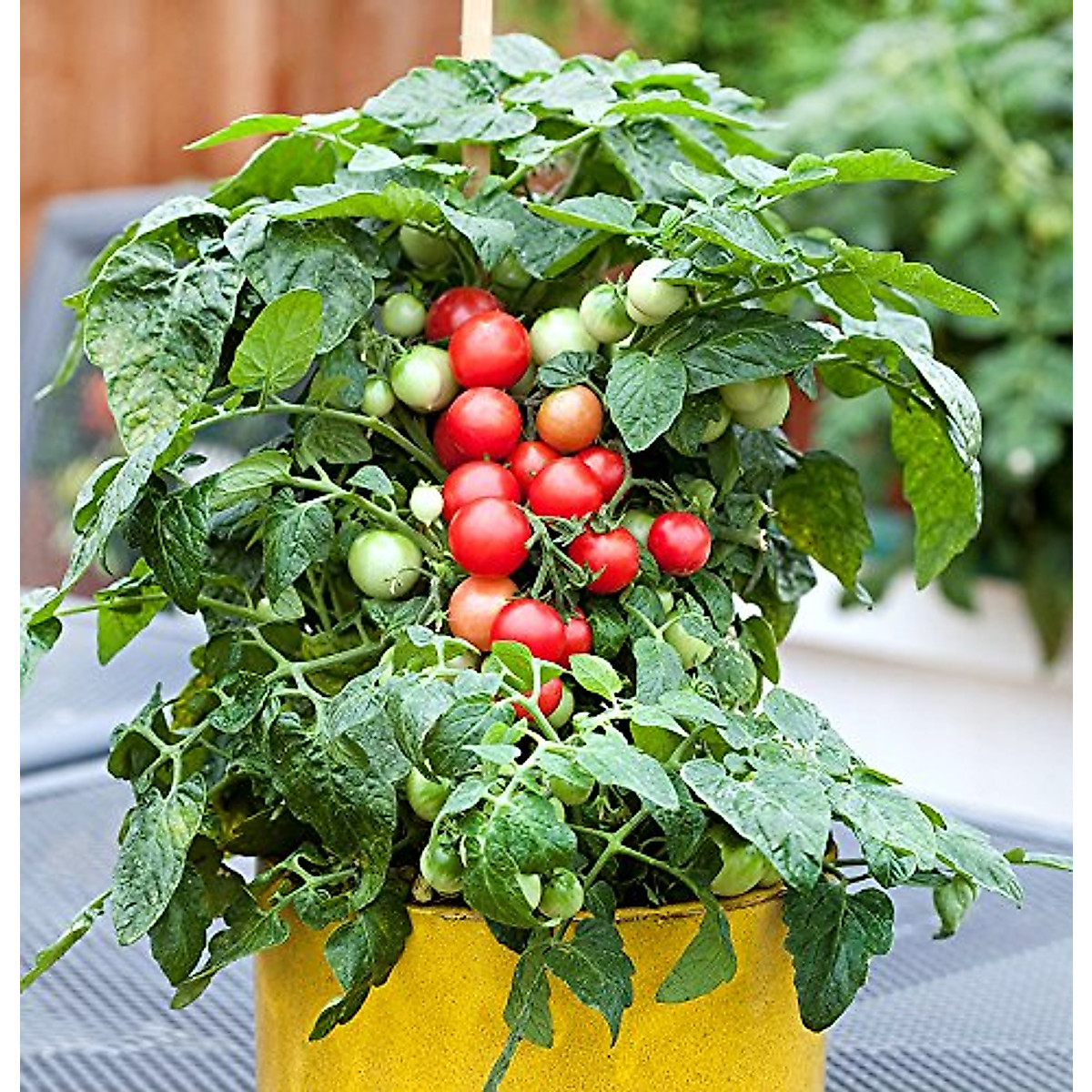 30+ Dwarf Red Robin Tomato Seeds, Heirloom Non-GMO, Sweet, Low Acid, Determinate, Open-Pollinated, Delicious, Lycopersicon lycopersicum, from USA