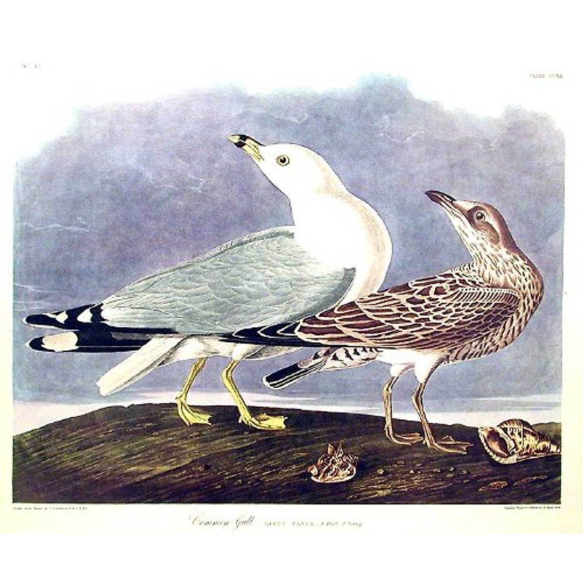 Common Gull. From"The Birds of America" (Amsterdam Edition)