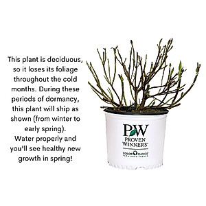 Proven Winner Double Play Doozie Spirea, 2 Gal, Red to Purple Flowers