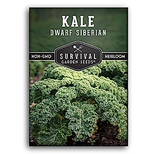Survival Garden Seeds - Dwarf Siberian Kale Seed for Planting - Packet with Instructions to Plant and Grow Ornamental or Delicious Edible Kale in Your Home Vegetable Garden - Non-GMO Heirloom Variety