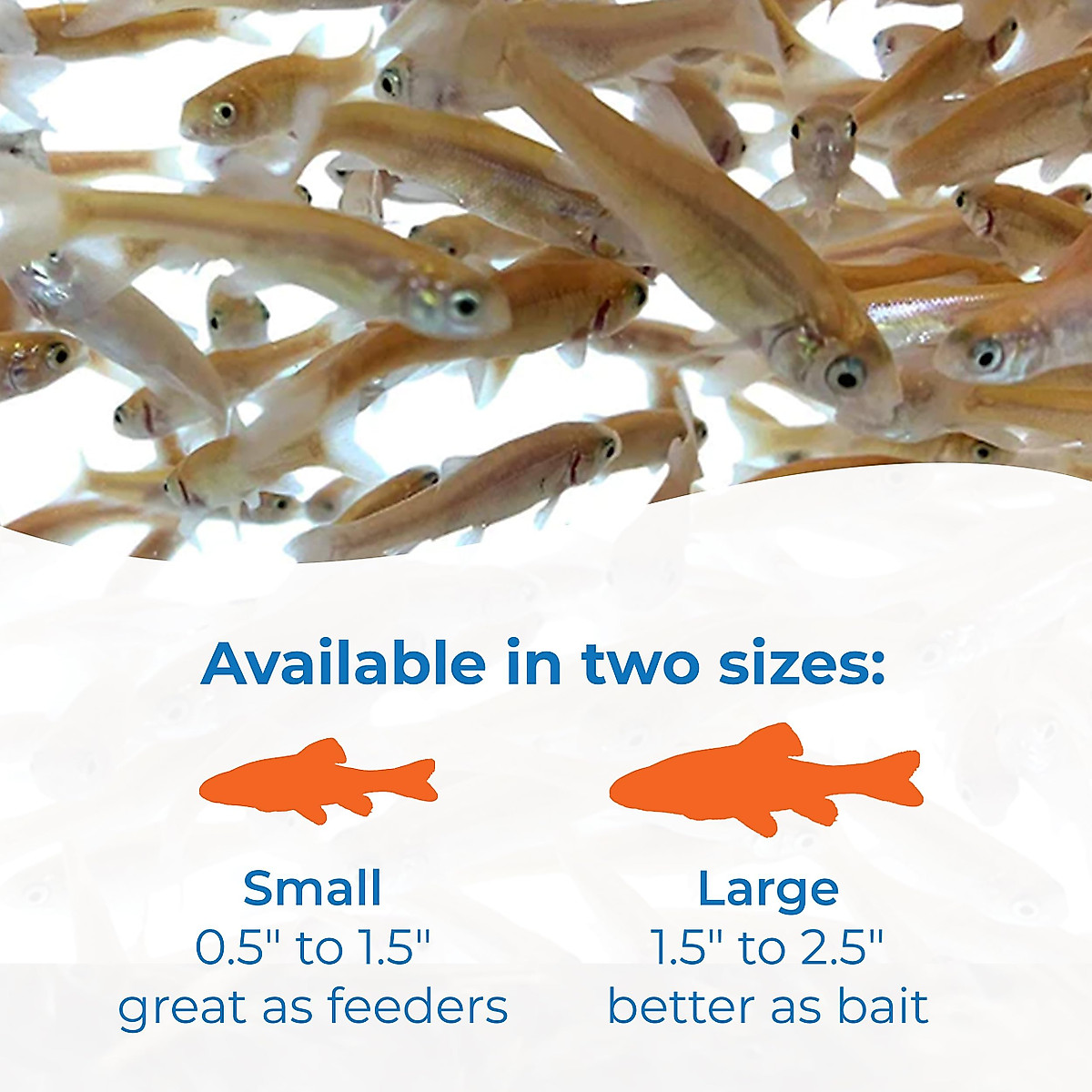 Toledo Goldfish Rosie Red Minnows - Versatile Live Fish Perfect for Aquariums or as Feeder Fish for Ponds - Small, 1,000 Count