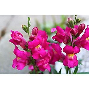 Snapdragon Seeds, 5000 Flower Seeds Per Packet (NOTSWOH's Seeds)