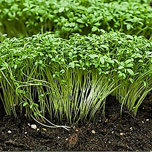Gaea's Blessing Seeds - Curled Cress Seeds (3.0g) - Non-GMO Seeds with Easy to Follow Planting Instructions - Heirloom Garden Cress - Pepper Cress - 93% Germination Rate