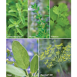 Burpee Culinary Classics Garden Collection 10 Packets of Non-GMO Chives, Cilantro, Basil, Sage, Thyme, Dill, Parsley, Chamomile, Marjoram & Oregano | Kitchen Herb Variety Pack, Seeds for Planting