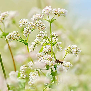 Buckwheat Seeds - 5 Pounds - White Flower Seeds, Open Pollinated Seed Attracts Pollinators, Easy to Grow & Maintain, Fast Growing,