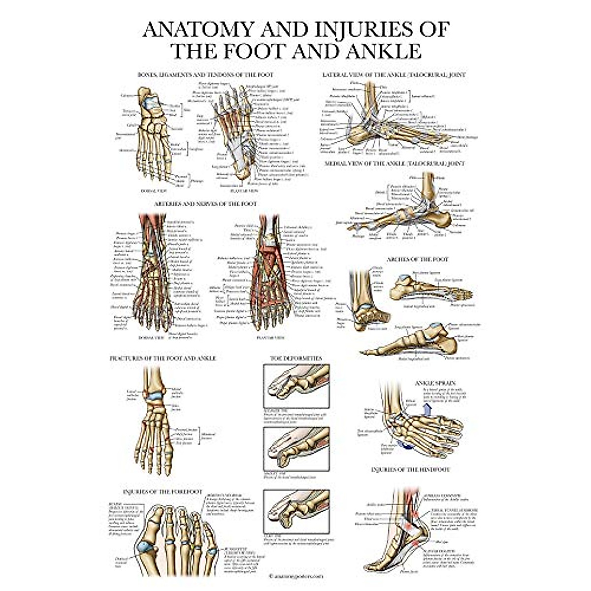 Palace Learning Laminated Anatomy and Injuries of the Foot and Ankle Poster - Anatomical Chart of Foot and Ankle Joint - 18" x 24"