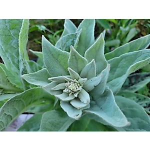 1000 Great Mullein Seeds (Verbascum Thapsus)
