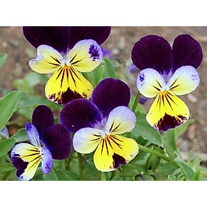 500 Viola Flower Seeds Johnny Jump UP Helen Mount Tricolor Flower