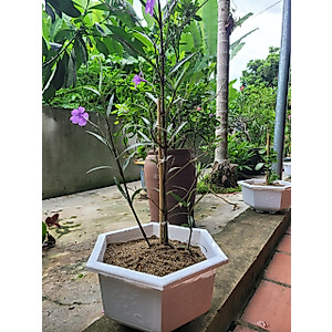 LJAAJSUV 20 Pcs - 18 inches Plant Stakes Natural Garden Bamboo Sticks for Indoor and Outdoor Plants, Plant Support Stakes for Tomatoes, Beans, Potted Plants.