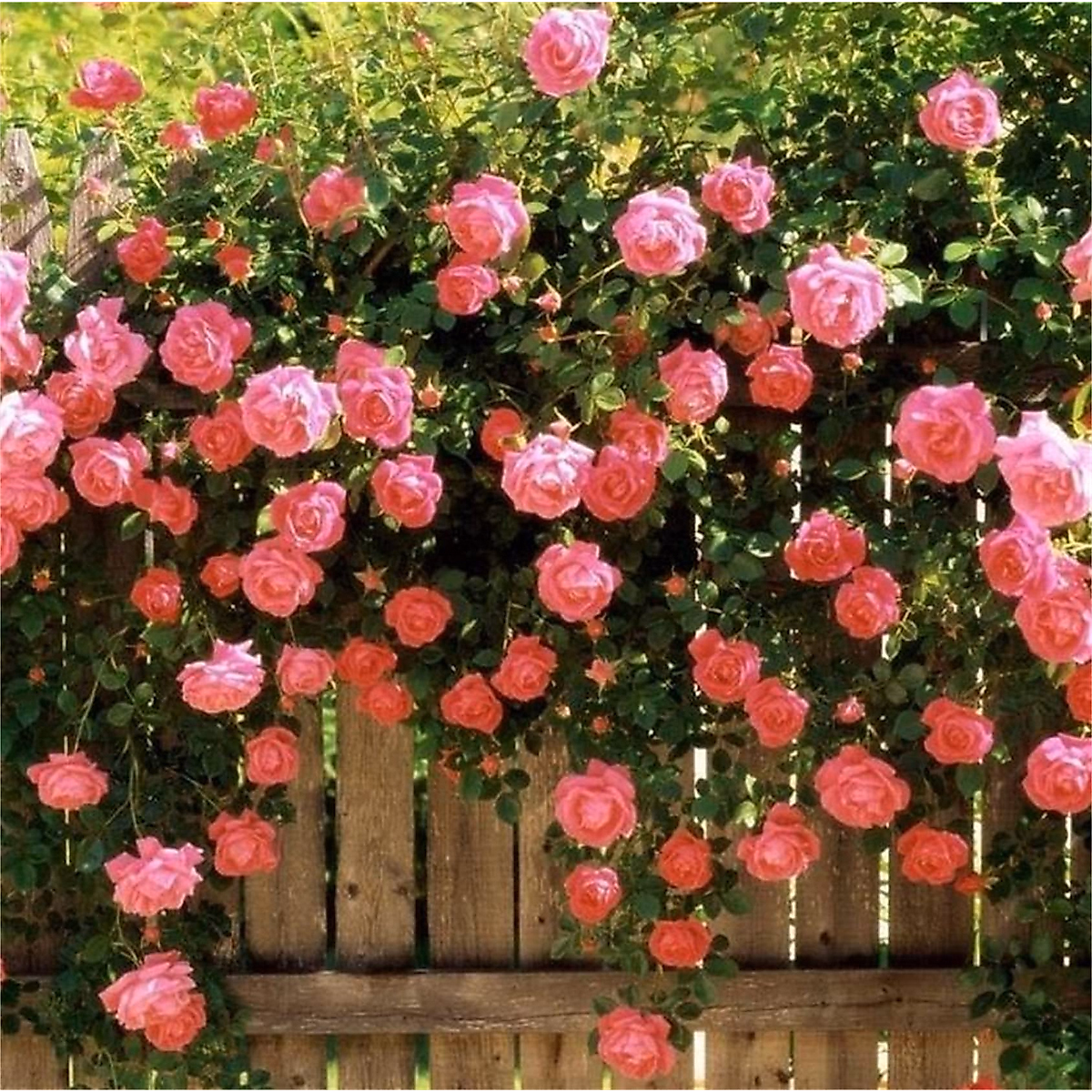 zcbang Pink Rose Flower Seeds 100Pcs