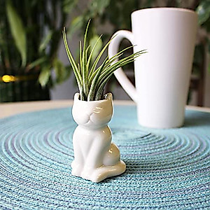 NW Wholesaler 2.25 Inch White Ceramic Cat Shaped Air Plant Holder - (Ceramic Only) Table Top Display Animal Shaped Planters and Vases for Air Plants and Other Mini Plants