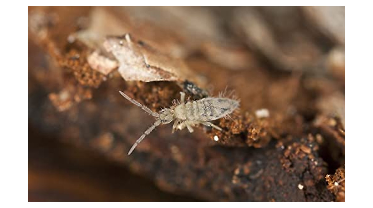 Bugzy Bugs Dwarf White & Springtail Isopod Bundle