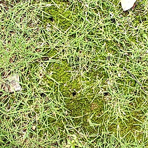 Gardzen Spike Aeration, Heavy Duty Aerator for Compacted Soils and Lawns, 35" x 11", Black