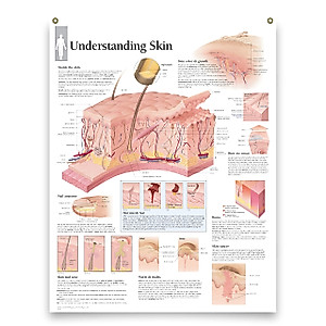 Set of 2 Laminated Medical Posters The Integumentary System and Understanding Skin 22"x28" Wall Diagrams Educational Informational Doctors Office Charts