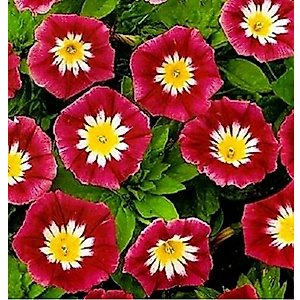 Morning Glory Seeds Ensign Red Heirloom Flower Climbing Vine 25 Seeds