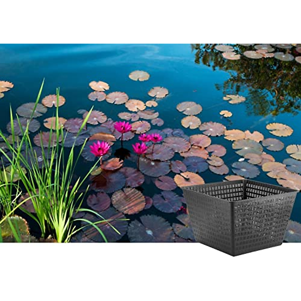 Little Giant 566556 UPB-1212-PW Square Aquatic Plant Basket for Ponds, 11.35 inches Square x 7.35 inches high, Black, 566556