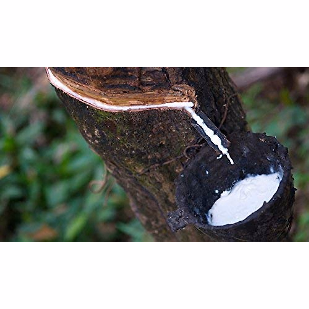 Vytex 100% Natural Latex Topper Collection Super Soft - Full Size 1" Inch The Only Virtually Allergy Free Latex - Super Soft - Full Size 1" Inch Equivilent to 14 ILD