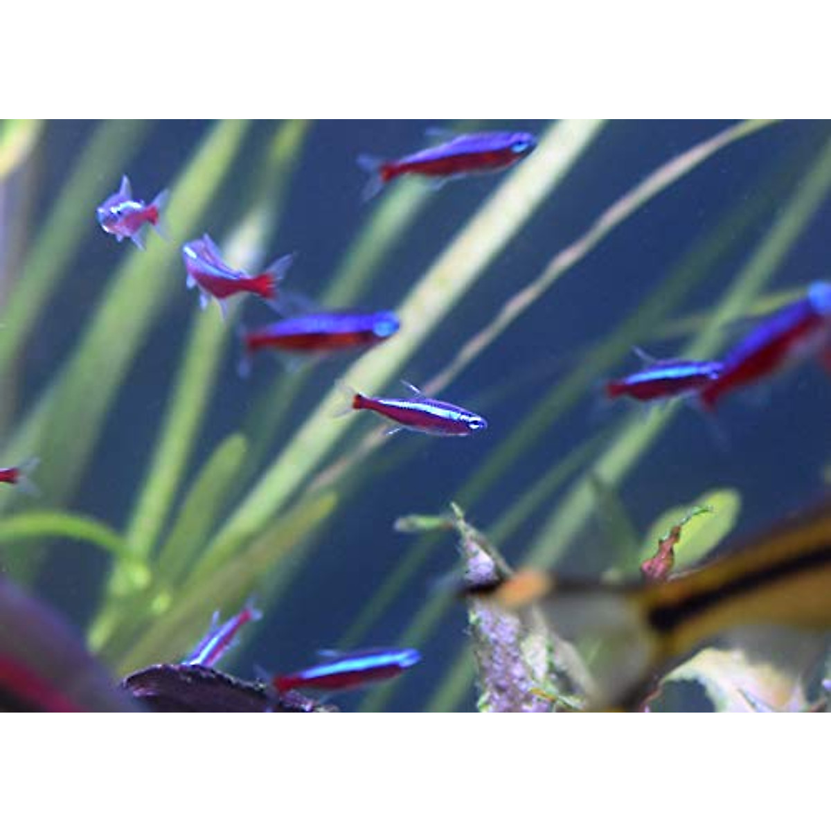 Seachem Stability Fish Tank Stabilizer - For Freshwater and Marine Aquariums, 16.9 Fl Oz (Pack of 1)