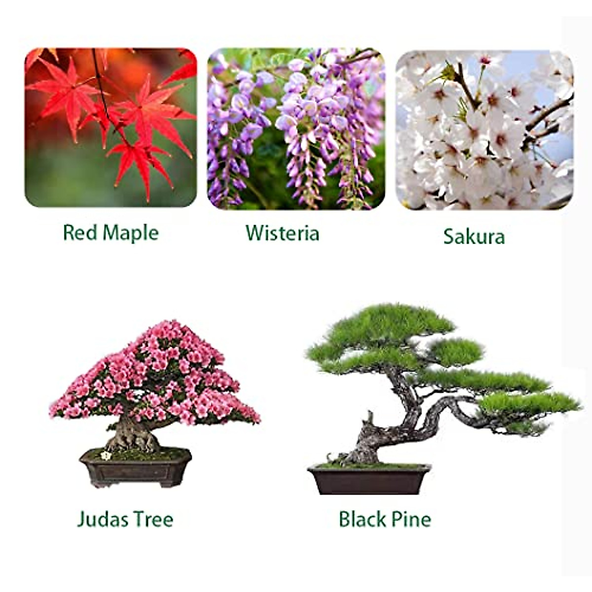 Bonsai Tree Seeds 5 Types, Wisteria Seeds, Black Pine Seeds, Sakura Seeds, Red Maple Seeds, Judas Tree Seeds, Highly Prized for Bonsai (100pcs)
