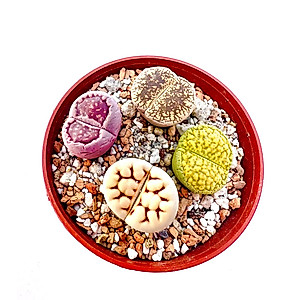Pack of 8 Live Exotic Lithops Plant Medium Size 2 Years Old Rare Living Stone Seedling Perfect Terrarium Addition