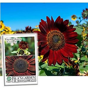 Velvet Queen Mix Sunflower Seeds for Planting, 50+ Seeds Per Packet, (Isla's Garden Seeds), Non GMO & Heirloom Seeds, Scientific Name: Helianthus annuus, Great Home Garden Gift