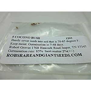 1203-Cocono (Solanum Topiro) Seeds by Robsrareandgiantseeds UPC0764425788560 Non-GMO,Organic,Historic Plants, Bonsai, Tropical Fruit,1203 Package of 5 Seeds