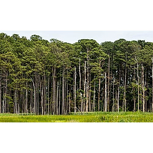 Loblolly Pine Tree | 3 Live Plants | Pinus Taeda | Fast Growing Stately Shade Tree