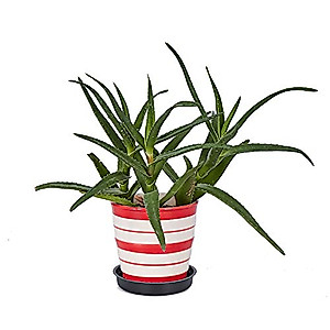 Idyllize 5 Pieces of 12 Inch Black Plastic Plant Saucer Drip Tray for Pots (12")