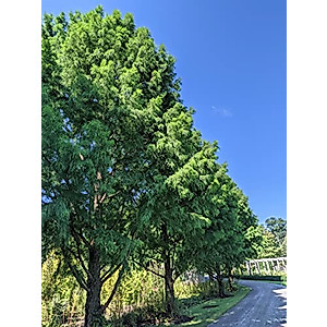 Bald Cypress | 10 Live Trees | Taxodium Distichum | Fast Growing Shade Tree Wet Tolerant