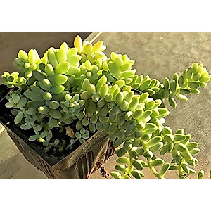 Sedum burrito – Burro’s Tail, Baby Donkey Tail, Comes in a 4" pot