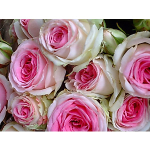 10 Green and Pink Rose Seeds for Planting, Rare Rose Flower Perennial Bush Seeds Ornament Perennial Garden