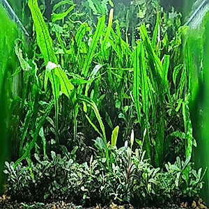 Planterest - Java Fern 1/2 Mat Medium Microsorium Pteropus US Grow Live Aquarium Plant Tropical Freshwater Decorations BUY2GET1FREE