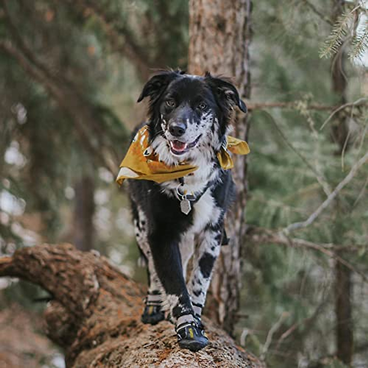 QUMY Dog Shoes for Large Dogs, Medium Dog Boots & Paw Protectors for Winter Snowy Day, Summer Hot Pavement, Waterproof in Rainy Weather, Outdoor Walking, Indoor Hardfloors Anti Slip Sole Black Size 6