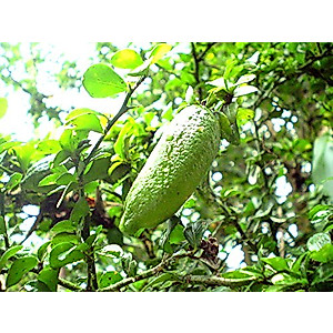 9 Finger Lime Seeds Can Grow in Pot Ornament Garden