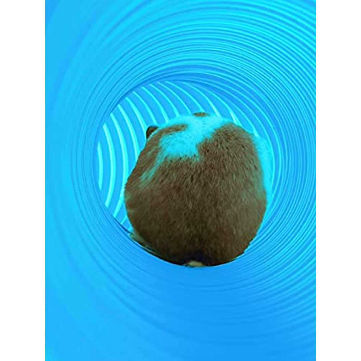 QWINEE Hamster Fun Tunnel Plain Pet Fordable Exercising Training Hideout Tunnel Scalable Pet Plastic Tube Toys for Guinea Pigs Gerbils Rats Mice Ferrets and Other Small Animals Blue One Size