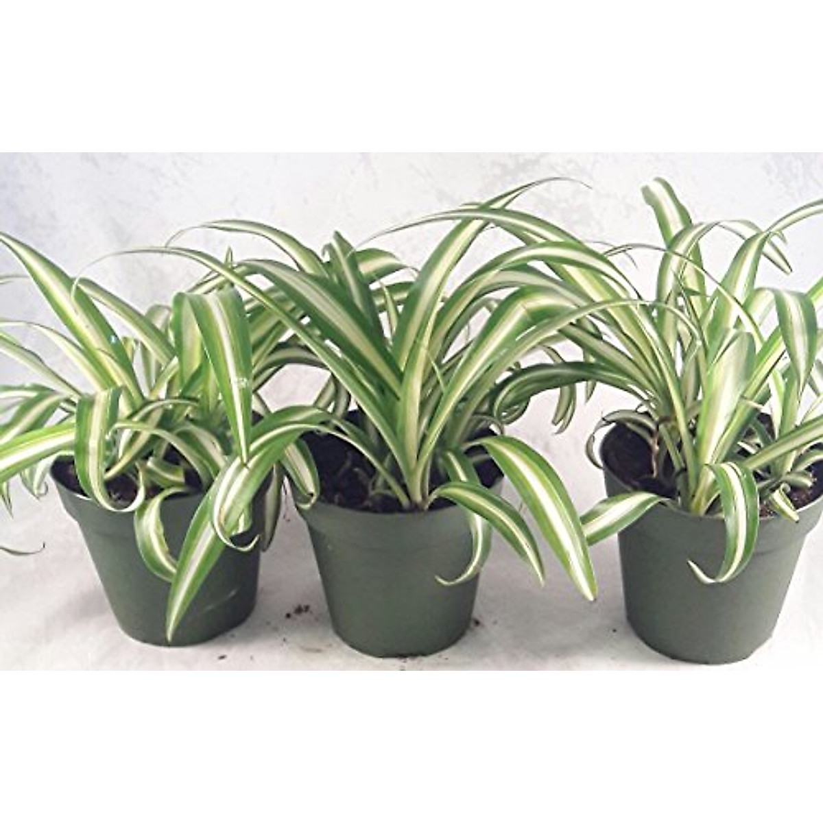 Ocean Spider Plant - 4'' Pot 3 Pack for Better Growth - Cleans the Air/Easy to Grow by Jmbamboo