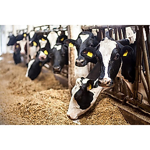 Country Vet Farmgard Permethrin Concentrate - 1 Quart (Case of 6) 343961CVA - Gets Rid of Flies, Mosquitoes, Silverfish, Cockroaches, Fleas, Millipedes, Gnats, Fruit Flies, Ticks, Lice, Spiders