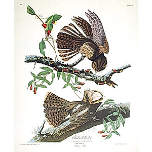 Chuck WillÆs Widow. From"The Birds of America" (Amsterdam Edition)