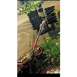 Shrimptastic Aquatics Shrimp Lolly Combo Pack