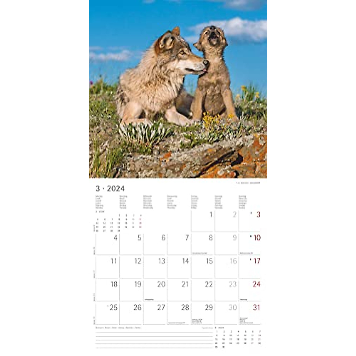 Wolves 2024 Brochure Calendar 30 x 30 cm (30 x 60 Open) Calendar with Space for Notes Wolves Picture Calendar Wall Planner Alpha Edition
