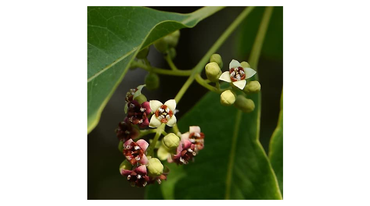 CHUXAY GARDEN Santalum Album Seed,Indian Sandalwood 10 Seeds Exotic ...