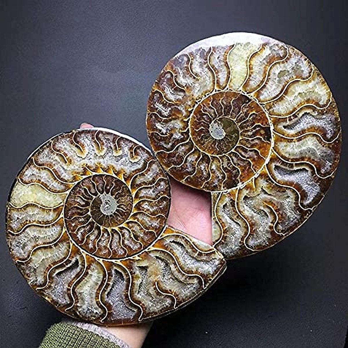 RALDMOV Natural Beautiful Ammonite Fossil Conch Specimen Collectibles Home Decor Gifts Ornament (5-6.5in)