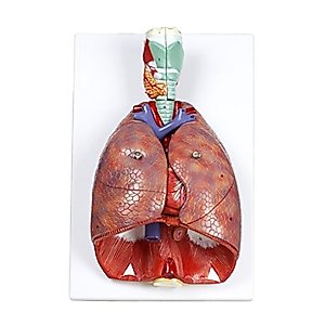 Jackson Global JS00091 Human Respiratory System | Life Size | Includes 7 Removable Parts