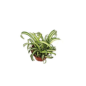 California Tropicals Variegated Spider Plant - Real Live Tropical Houseplant, Perfect for Indoor/Outdoor Home and Office Decoration, Easy Care, Perfect for Pots, Baskets or Patio - 4 Inch