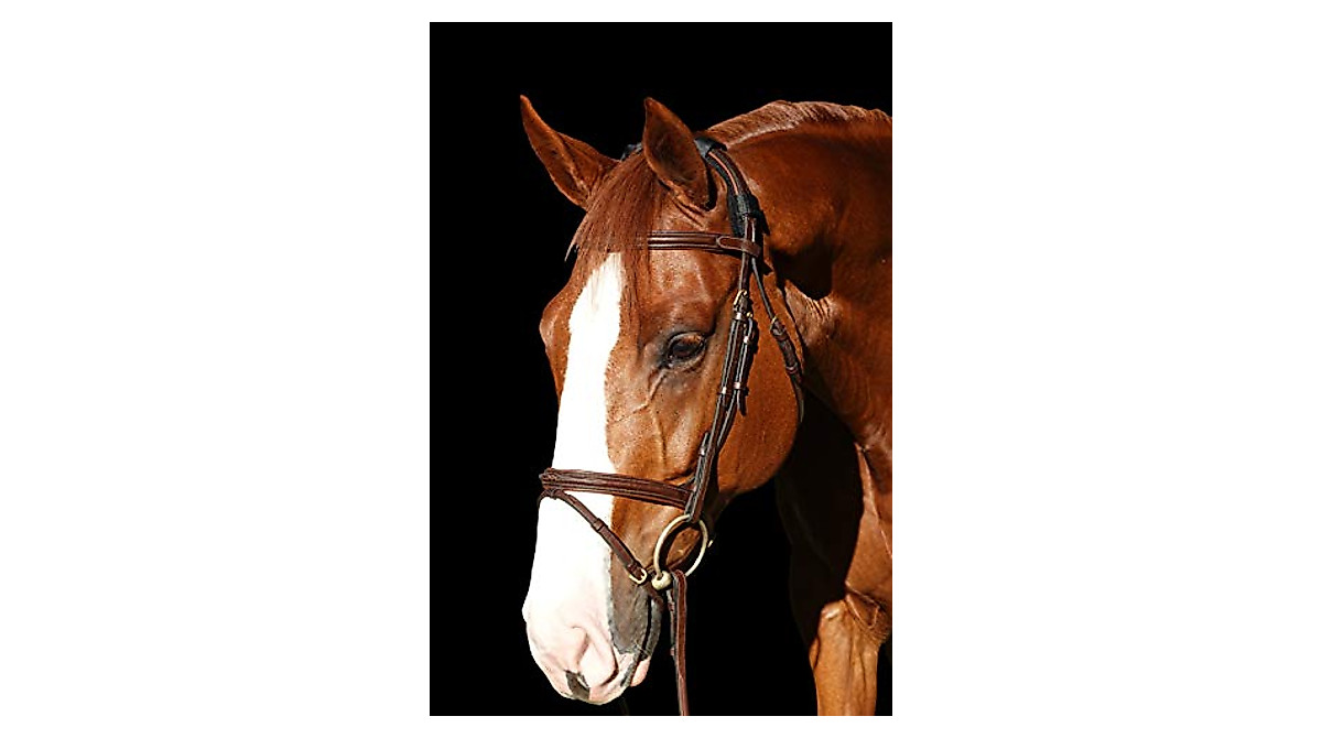 BENEFAB Therapeutic Poll Pad - Relief for Your Horse