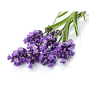 Sweet Body LAVENDER Soft & Fresh Women’s Body Mist, Fine Fragranced Body Perfume Misting Spray, Sensual light scent Fragrance, Hair & Body Spritz Essential Oils 4oz. (Lavender) Pack of 1