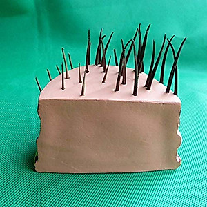 Anatomy Model Skeleton Model Human Skin Anatomical Enlargement Model Hair Follicle Skin Structure Medical Teaching Model