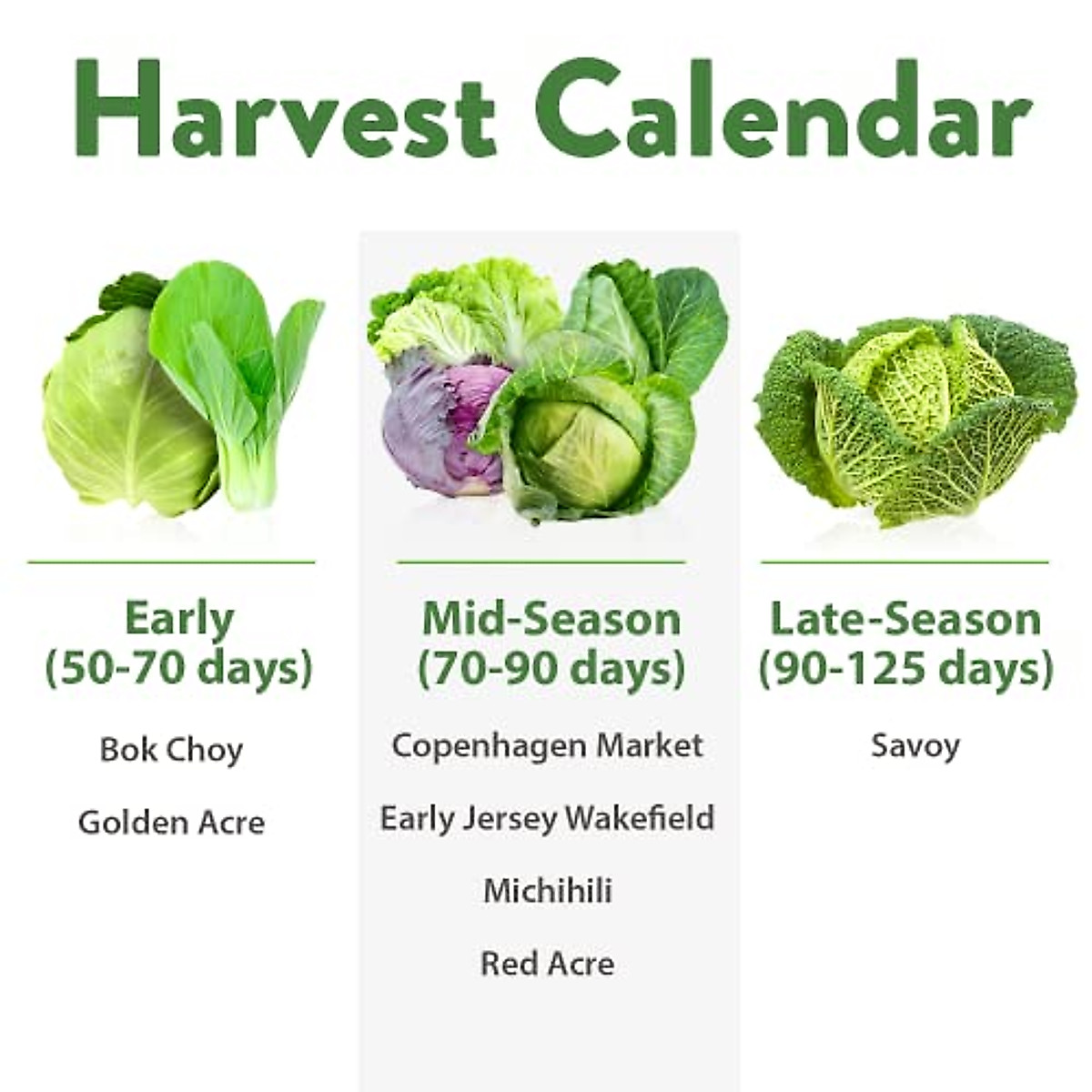 7 Cabbage Seeds for Planting - 2000+ Heirloom & Non-GMO Seeds - Golden Acre, Bok Choy, Savoy, Michihili, Red Acre, Copenhagen Market, Jersey Wakefield Cabbages - Garden Vegetable Lettuce Seeds