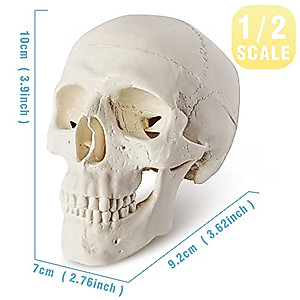 Merinden Mini Skull Model - Small Size Human Medical Anatomical Adult Head Bone for Education 3 Part Anatomical Skull with Removable Skull Cap and Moving Jaw