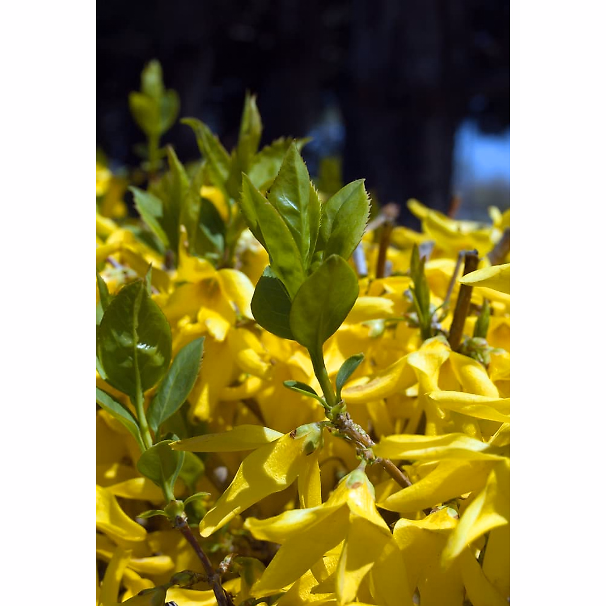 Yellow Lynwood Forsythia - 1 Gallon Established Potted Plant - Forsythia x Intermedia 'Lynwood Variety, Fast Growing Tree, Spring Color, Spring Blooms, Fall Color
